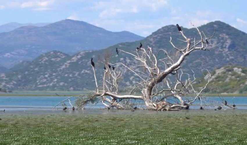 Shkodra ka më pak shpendë/ Ndërtimet, klima dhe gjuetia e paligjshme po ... Shkodra ka më pak shpendë/ Ndërtimet, klima dhe gjuetia e paligjshme po ...