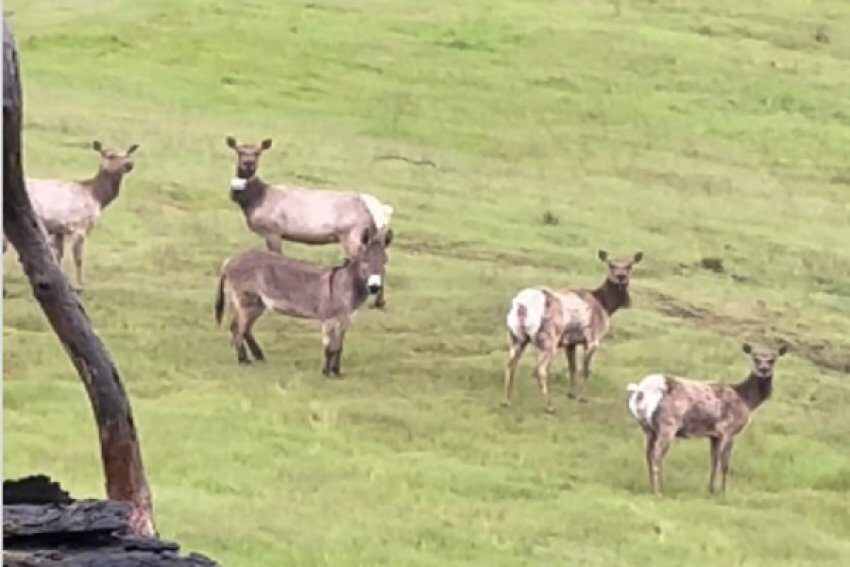Gomari i humbur gjendet në tufën e drerëve pesë vjet më vonë - Gazeta ...