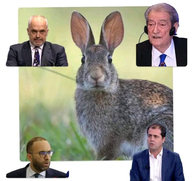 Kush është Lepuri i Surrelit? - Gazeta Bulevard